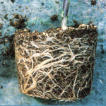 Manda Harvest – MANDA